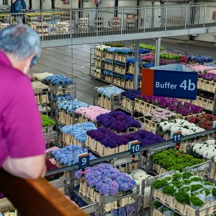 Tickets voor Bezoek Royal FloraHolland | Royal FloraHolland Aalsmeer